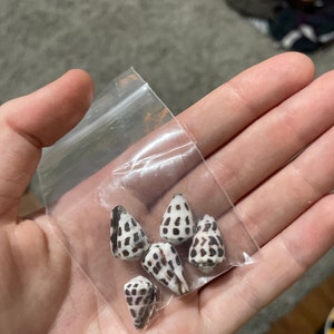 Medium Hebrew Cone Seashells Conus Ebraeus 5 Shells Approx. 1 Inches ...