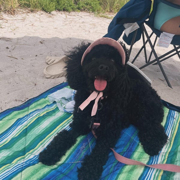 Dog Bonne, Cat Bonnet, Dog Hat/ Small Medium and Large Dogs in Outdoor ...