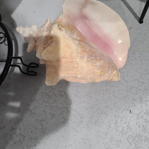 100% Authentic Seashell Shiny Polished Pearlized Pyramid Trochus Top ...