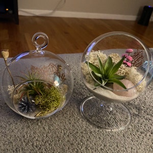 Air Plant Terrarium With Pink Rose Quartz / 4 Round Glass Pedestal ...