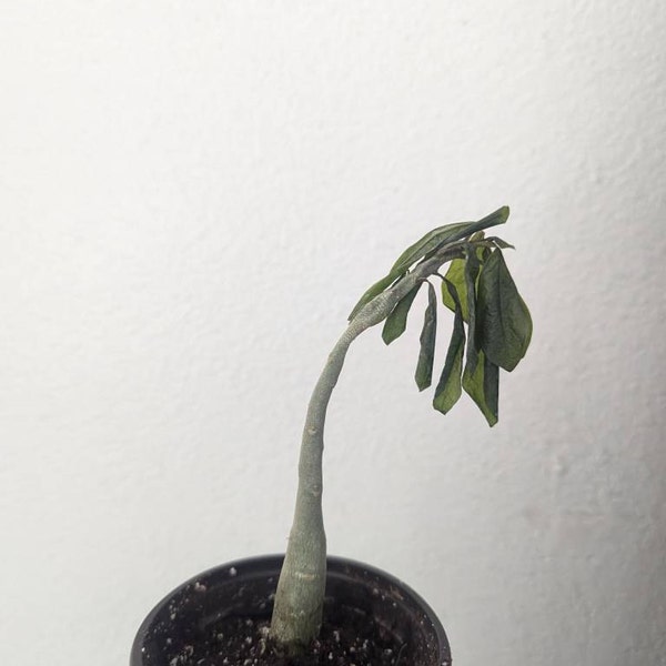 Desert Rose Picotee Adenium Obesum Starter Plant - Flowering Plant ...