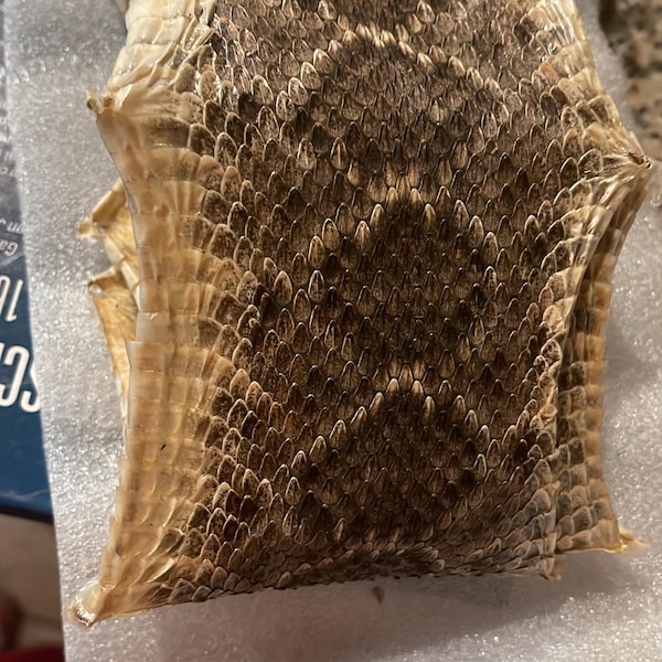 Authentic Texas Rat Snake Hides, Leather, Crafts, Skin, Sewing, Real ...