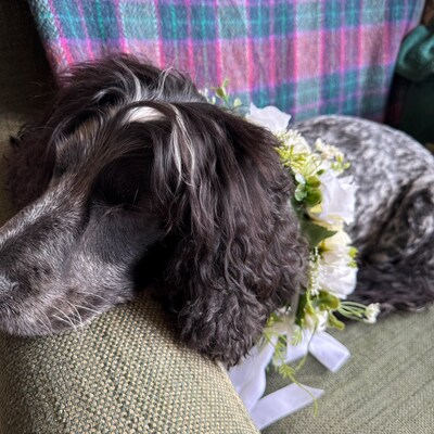 Dog Flower Garland,silk Flower Wedding Collar, White Ribbon Sash Neck ...