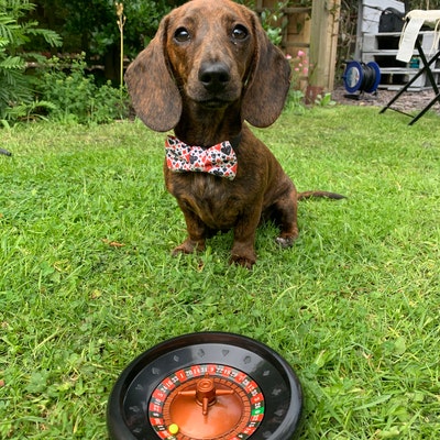 Small Dog Bow Tie Playing Card Pips Pet Collar Accessory - Etsy
