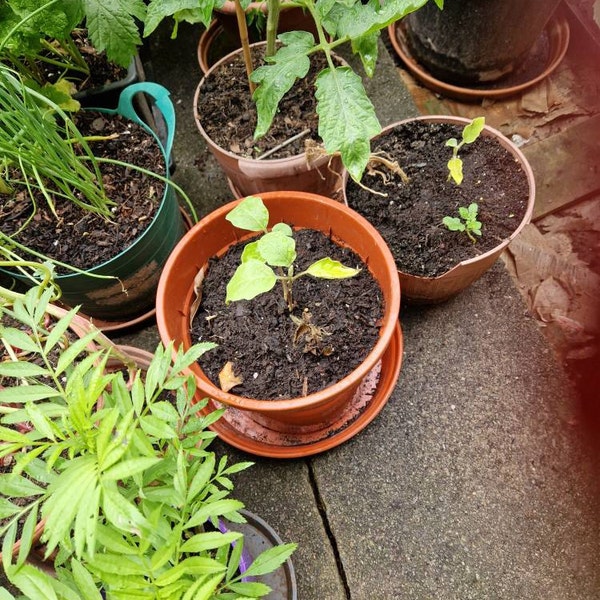 Vegetables and Herbs Plug Plants- Different Varieties - Etsy UK