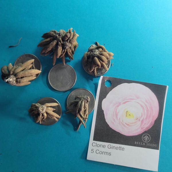 Amandine Mix Ranunculus Corms, Ranunculus Corms, Persian Buttercups - Etsy