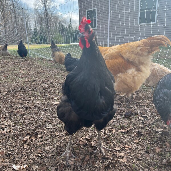 Chicken Bra, Crop Support, Pendulous Crop Support, Crop Bra, Hen Bra ...