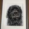 Bijon Art, Bijon Drawing, ORIGINAL Drawing, Bijon Sketch, Dog Art, Dog ...
