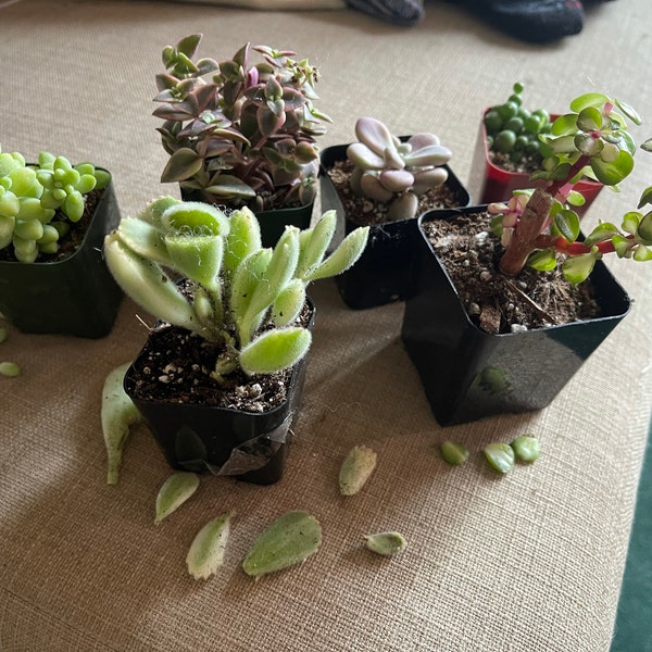 Rare Variegated Pink Elephant Bush, Portulacaria Afra Variegata Live ...