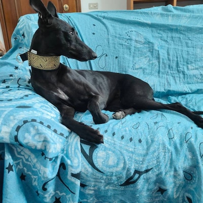 Comfortable, Soft&cosy Whippet Martingale Collar. Width 5.5cm/2,2''. - Etsy