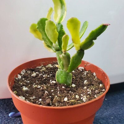 Variegated Christmas Cactus Rare Plant 4 Pot Size - Etsy
