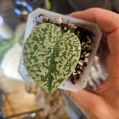 Cebu Blue Ghost Variegated Epipremnum Pinnatum Rooted Starter Plant - Etsy