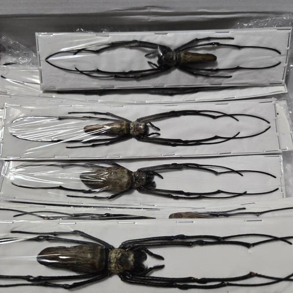 World's Largest Cicada Species 7-8 Wingspan Megapomponia Merula HUGE ...