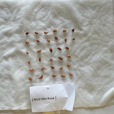 Dancing Rose Seeds Perennial Authentic Seeds Flowers Easy to Grow ...