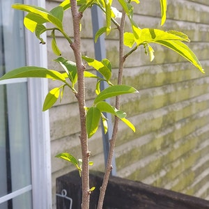 Orange Sherbet Mango Tree Grafted One of the Best Mango in the - Etsy