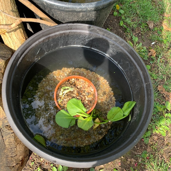 Water Poppy Hydrocleys Nymphoides Floating Pond Plant Water Poppy 3 ...