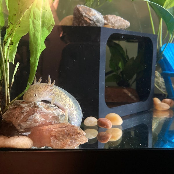 Axolotyl Crayfish Shrimp Aquarium Corner Cave Hide With Viewing Window ...