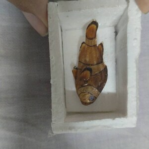 Philippine Cone Shells Assorted Cone Shells Oddities Taxidermy - Etsy