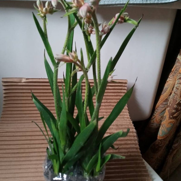 4 Pack: Kangaroo Paw A.K.A. Anigozanthos 'bush Ranger' | Drought ...