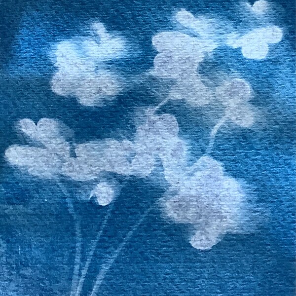 Cyanotype Stencils, Cyanotype Kit Just Stencils, Cyanotype Greeting ...