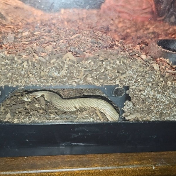 MEDIUM Hoggy Hide. Burrow Hide. Snake Hide for Western Hognose ...