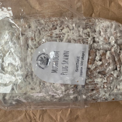 Shiitake Mushroom Plug Spawn 500x FREE USA Shipping - Etsy