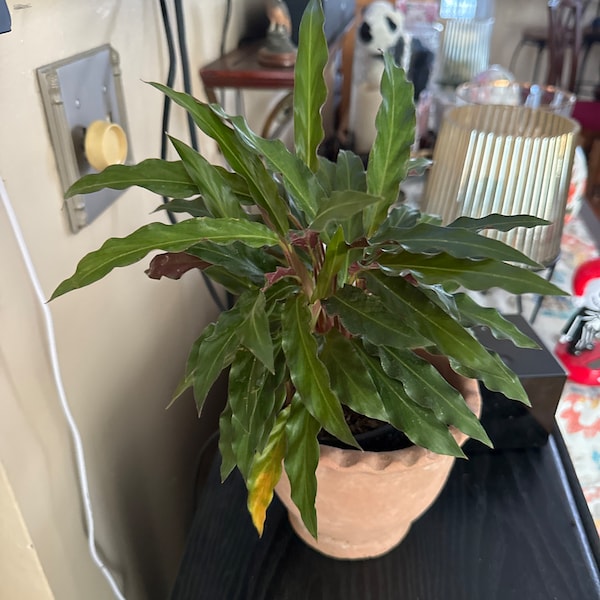 6in Dieffenbachia camille Houseplants Live Plants Indoor Plant - Etsy