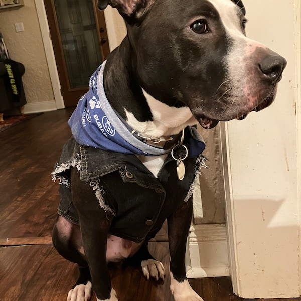 Black Denim Dog Vest / Black Denim Dog Jacket/ Dog Jacket / Black Dog ...