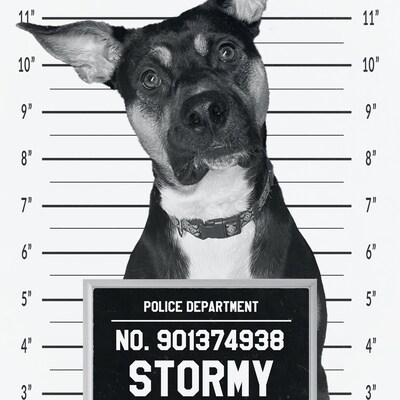 Custom Pet Wanted Poster Funny Animal Lover Gift Criminal - Etsy