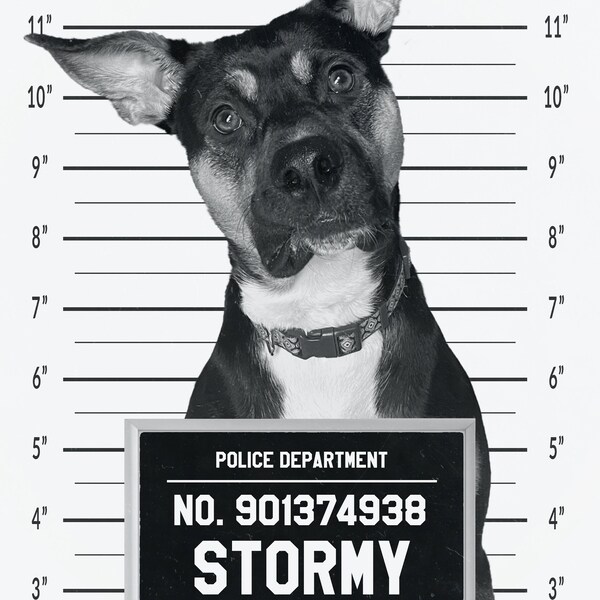 Custom Pet Mugshot Portrait, Personalized Pet Portrait, Funny Christmas ...