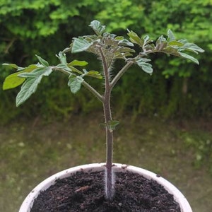 Organic Tomato 50 Seeds - Montecarlo Variety - Etsy Canada