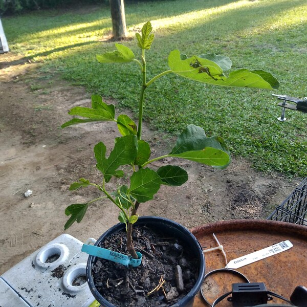 1 Jewel Black Raspberry Plant. Midseason. Zones 4-8. Live Rooted ...