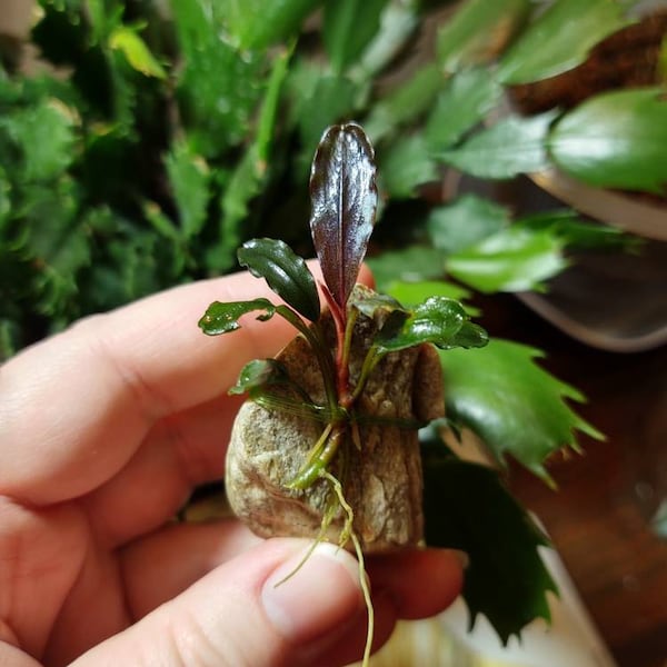 1 Bucephalandra Micro! Live Aquarium Plants! Free S/h Live Aquatic ...