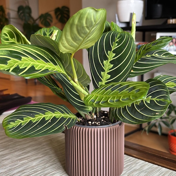 GANSAL Slat Planter Pot 4", 5", 6", 7" Wide Clear Pot With Drainage ...