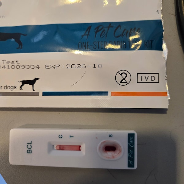 Canine Brucellosis Rapid Home Test Kit (BCL) - Etsy