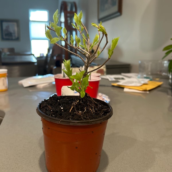 Weigela Florida 'polka' 4 1/2" (1) One Starter Plant! Live Plant ...