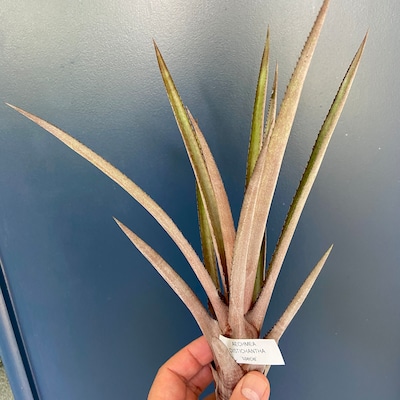 BROMELIAD Neoregelia TOUCHDOWN Stunning Colorful Tiger - Etsy