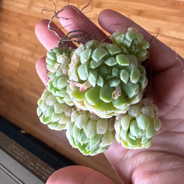 Echeveria Ball of Fat-succulent - Etsy