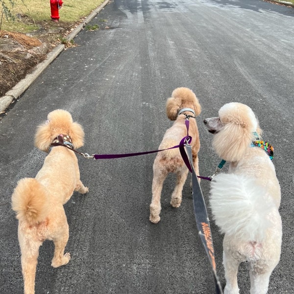 Three Way Dog Coupler Splitter Leash 25 Nylon Colors, Many Sizes - Etsy