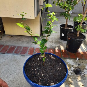 Giant Rose Apple, Poma Rosa syzygium Jambos Live Plant - Etsy