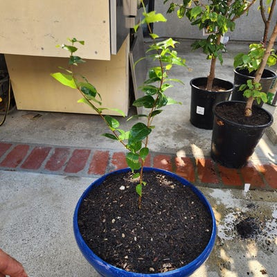 Inca Nut, Sacha Inchi plukenetia Volubilis Live Plant - Etsy