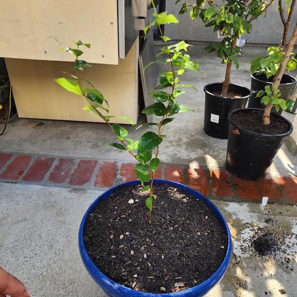 Bruce Canistel Seedling Egg Fruit Pouteria Campechiana Zapote Amarillo ...