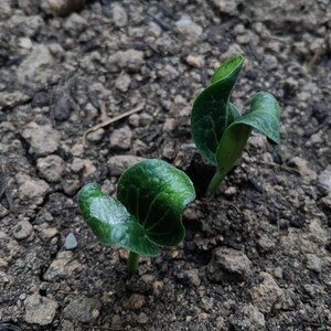 Aleppo, Hot Pepper, Aka Halaby Pepper, Heirloom Garden Seeds Open ...