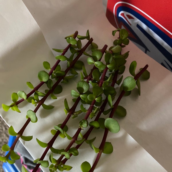 Succulent Cuttings Portulacaria Afra Prostrata/decumbent, Trailing ...