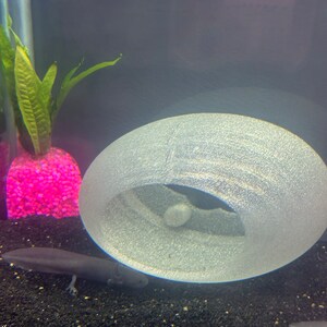 Axolotl / Shrimp Feeding Dish - Etsy