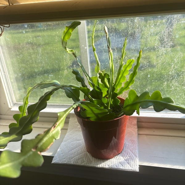 Fishbone Cactus | Epiphyllum Anguliger Ric Rac Cactus | Zig Zag Cactus ...