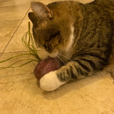 Three Candy-coated Popcorn Cat Toys Filled With Organic Catnip - Etsy