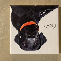 The Litter Room Funny Cat Office Sign, Perfect Gifts for Pet & Pet ...