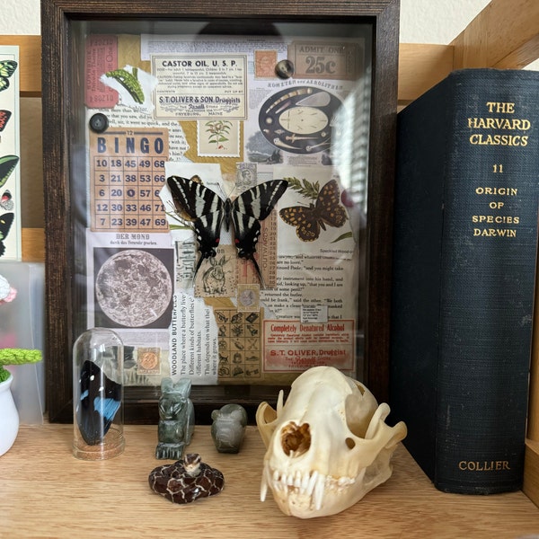 Giant Cicada & Empress Cicada Shadow Box Framed Quesada Gigas ...