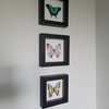 Real Large Tarantula Hawk Wasp Framed Taxidermy - Pepsis Grossa - Etsy